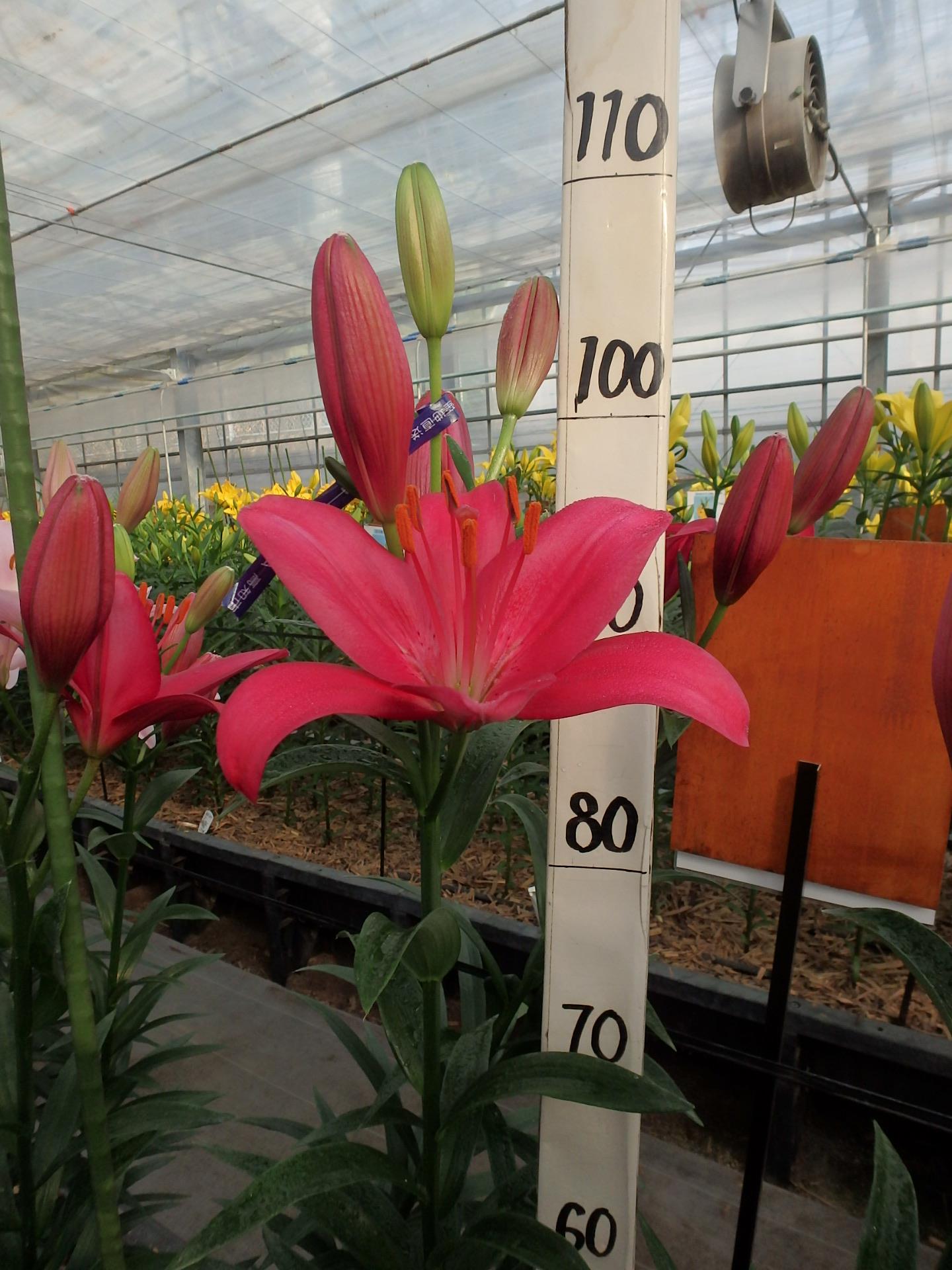 セナ(ｽﾄﾛﾝｸﾞﾋﾟﾝｸ) | 株式会社中村農園