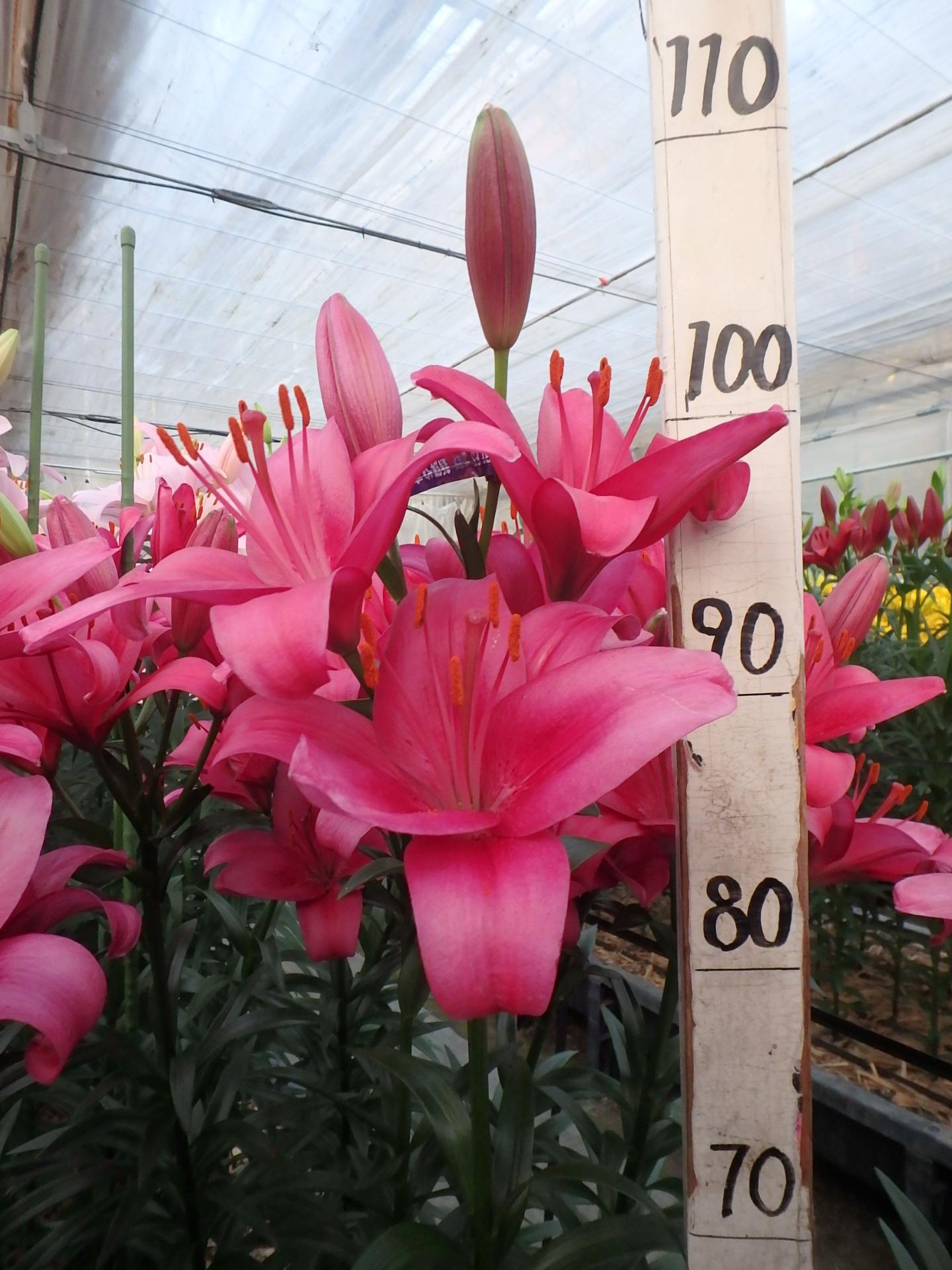 セナ(ｽﾄﾛﾝｸﾞﾋﾟﾝｸ) | 株式会社中村農園