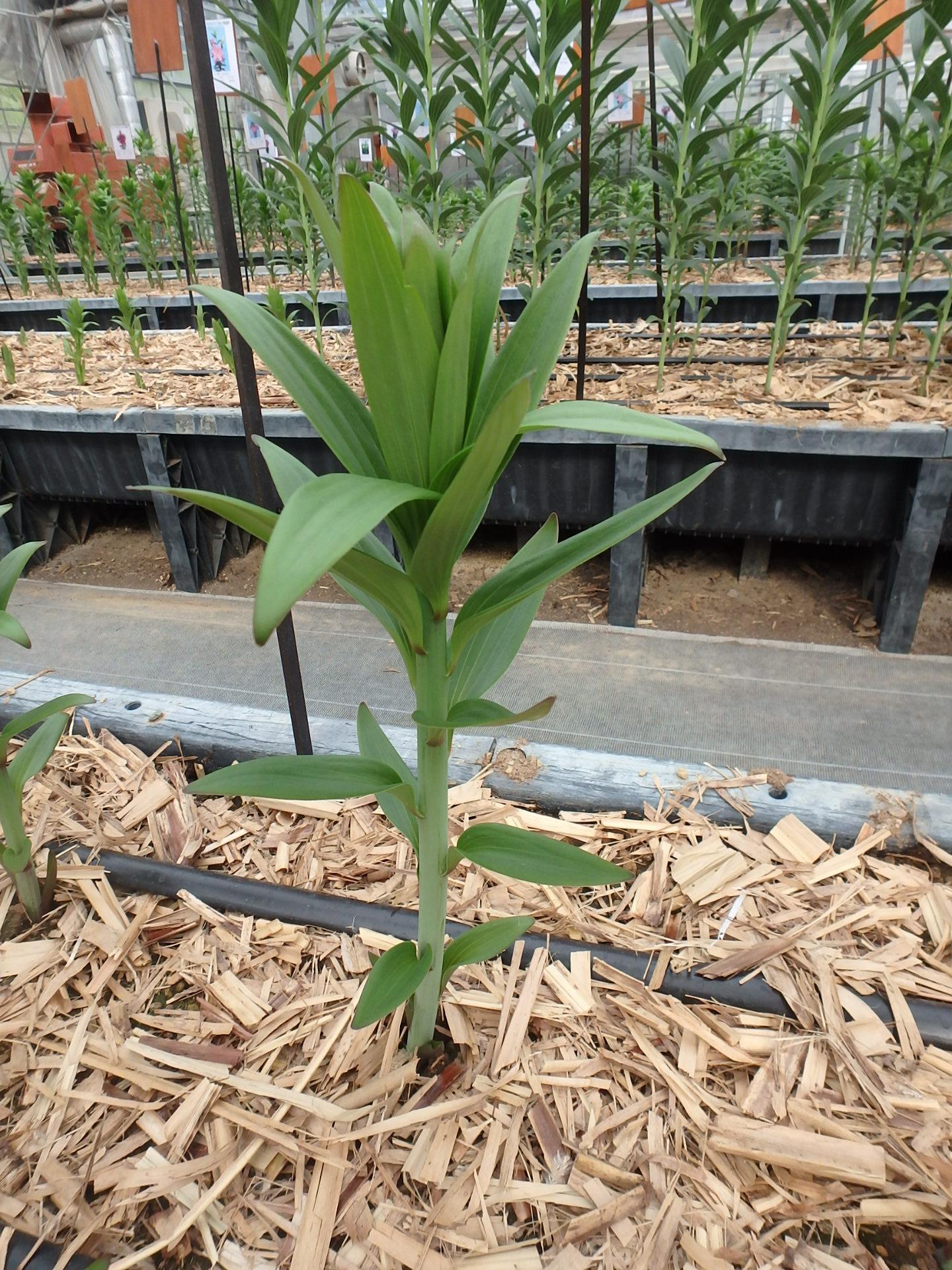 リバーベイ（花粉無し） | 株式会社中村農園