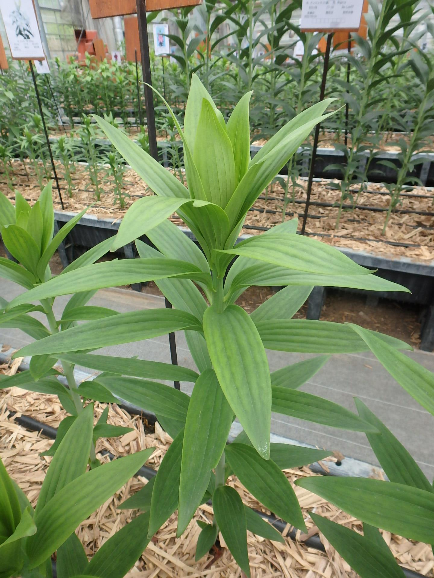 リバーベイ（花粉無し） | 株式会社中村農園