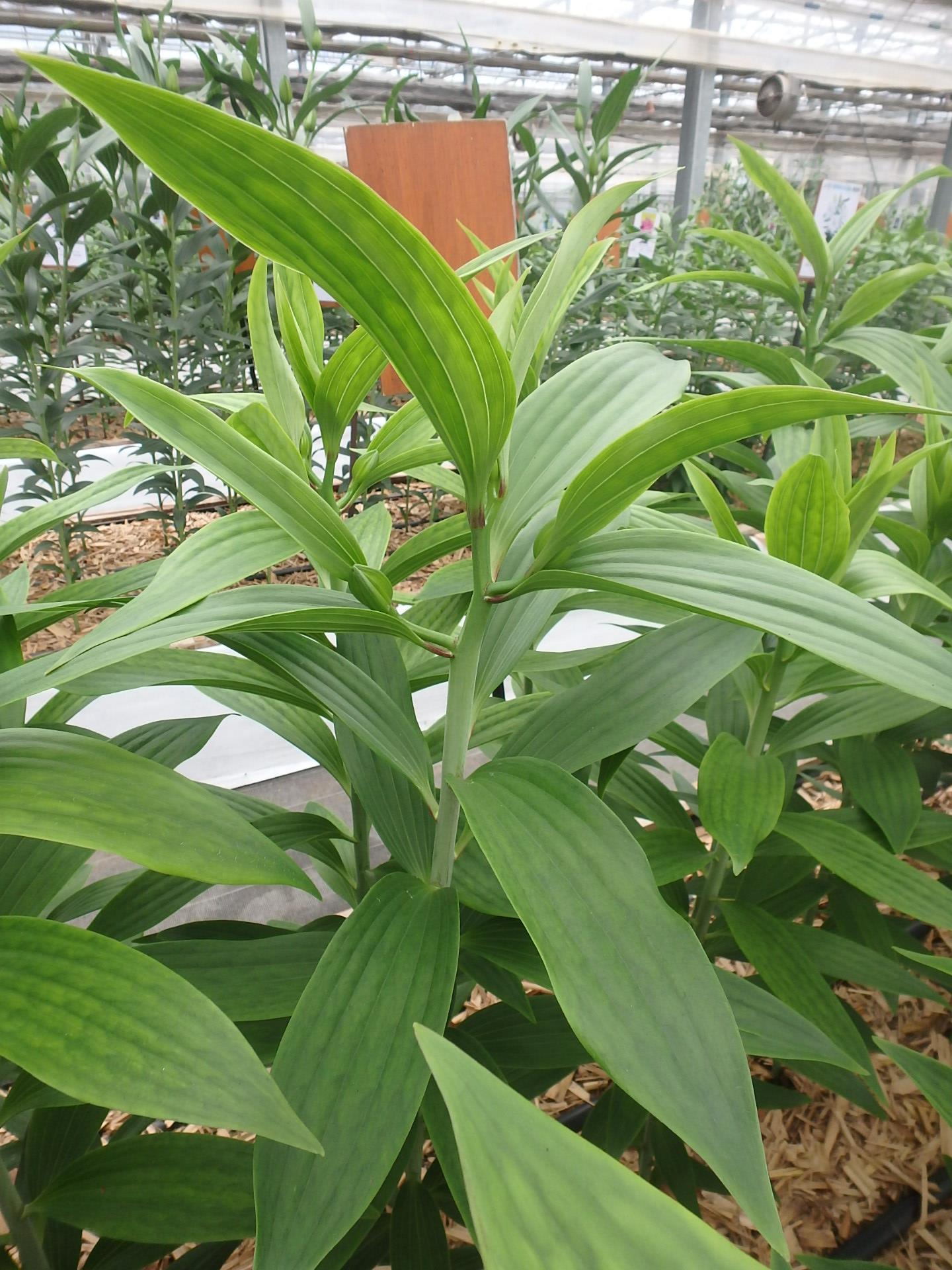 リバーベイ（花粉無し） | 株式会社中村農園