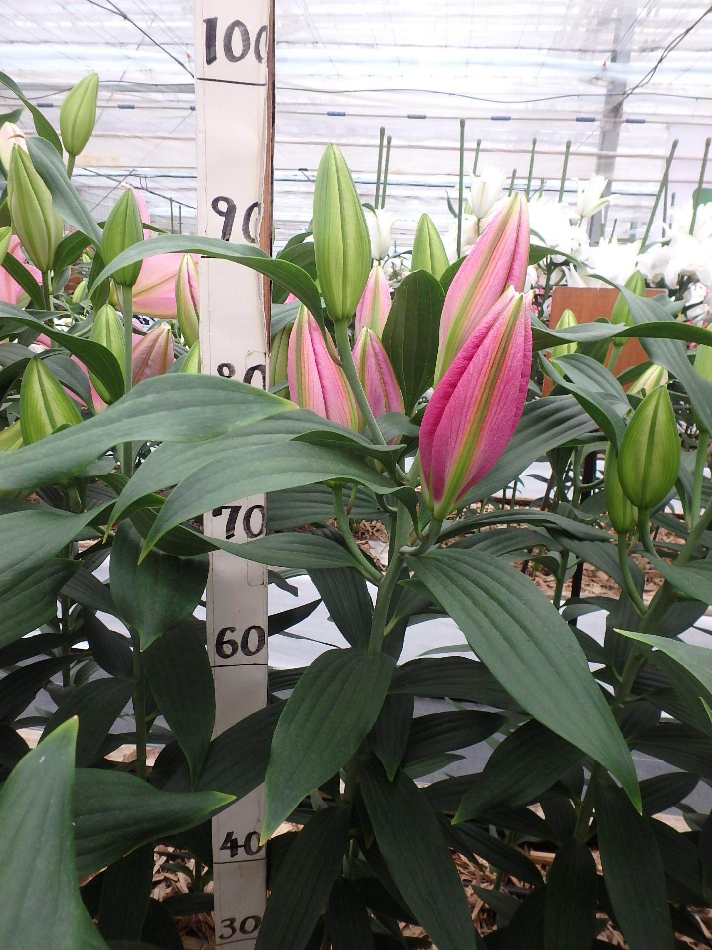 リバーベイ（花粉無し） | 株式会社中村農園