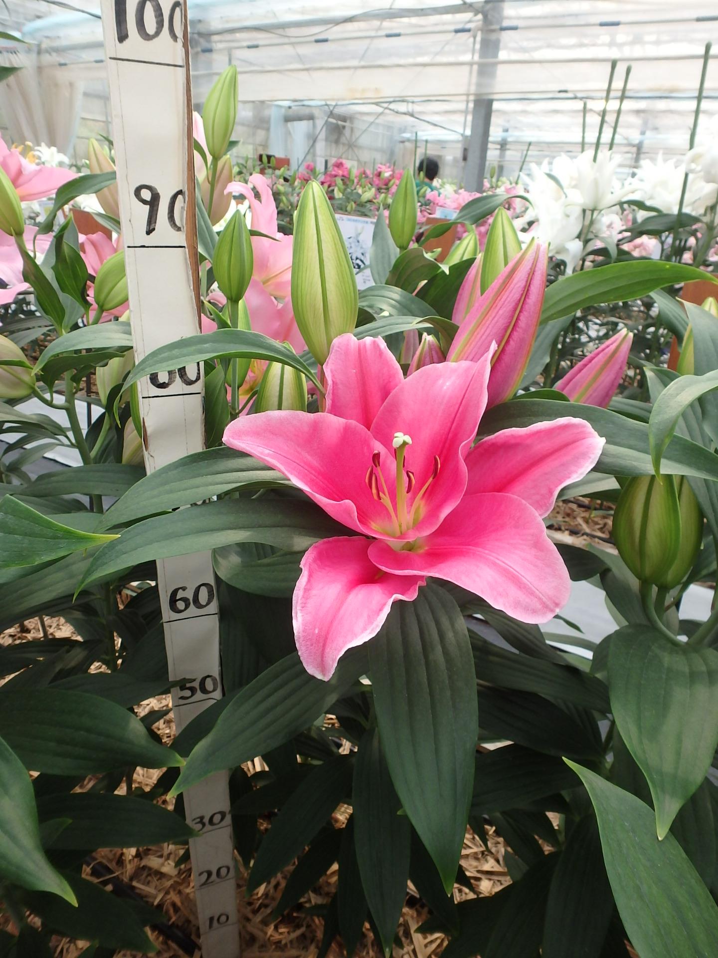 リバーベイ（花粉無し） | 株式会社中村農園