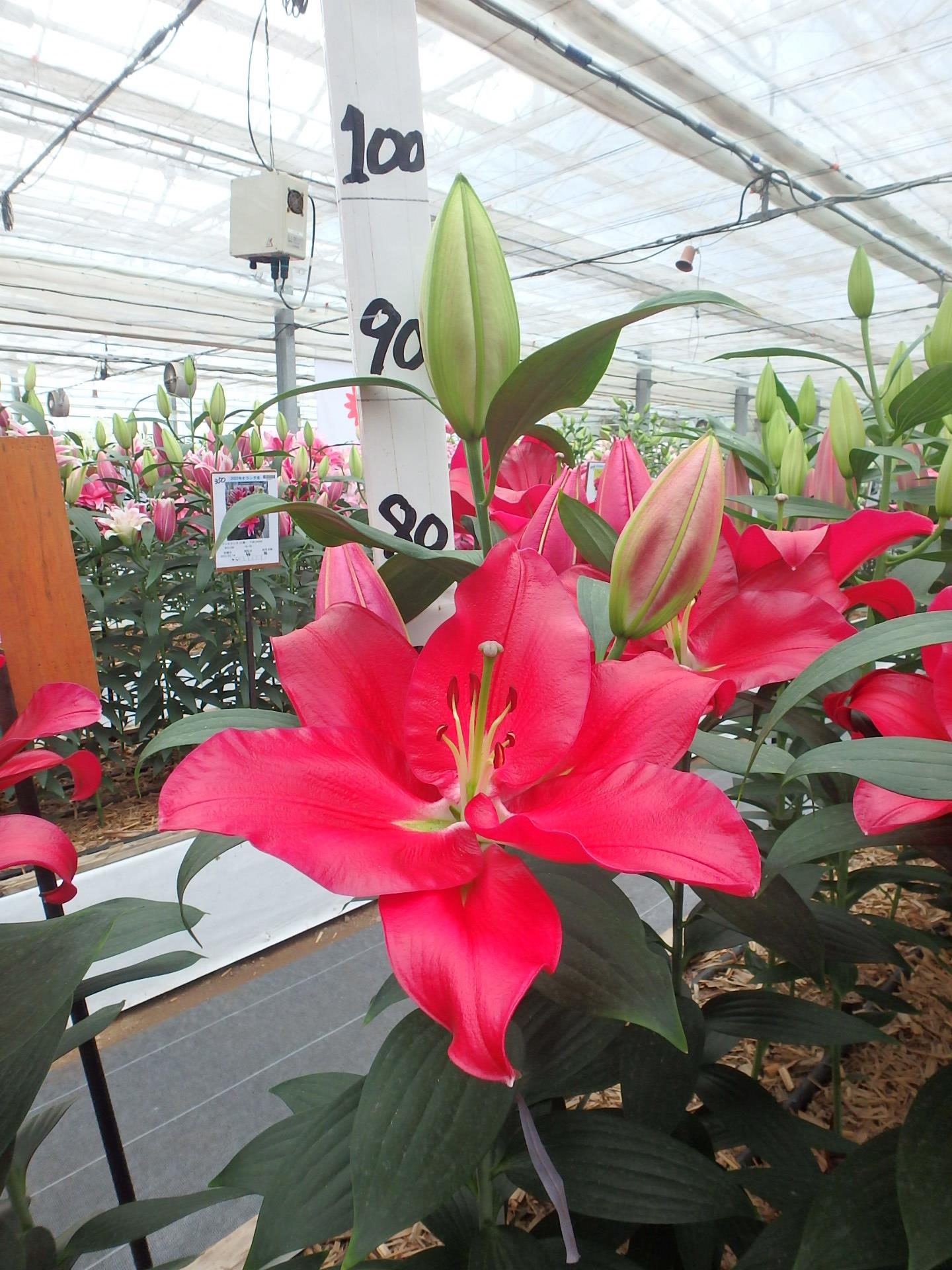 リバーラブ（花粉無し） | 株式会社中村農園