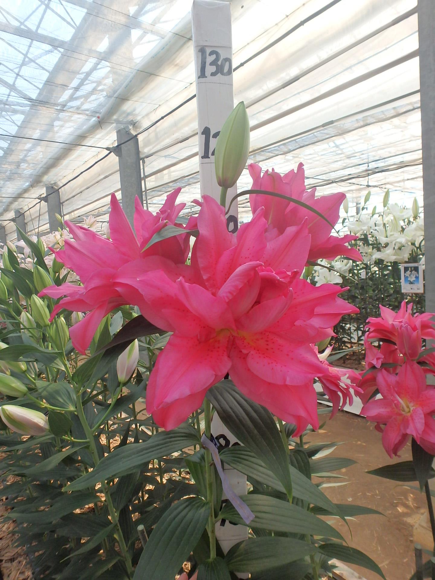 RL フロレッタ(八重） | 株式会社中村農園