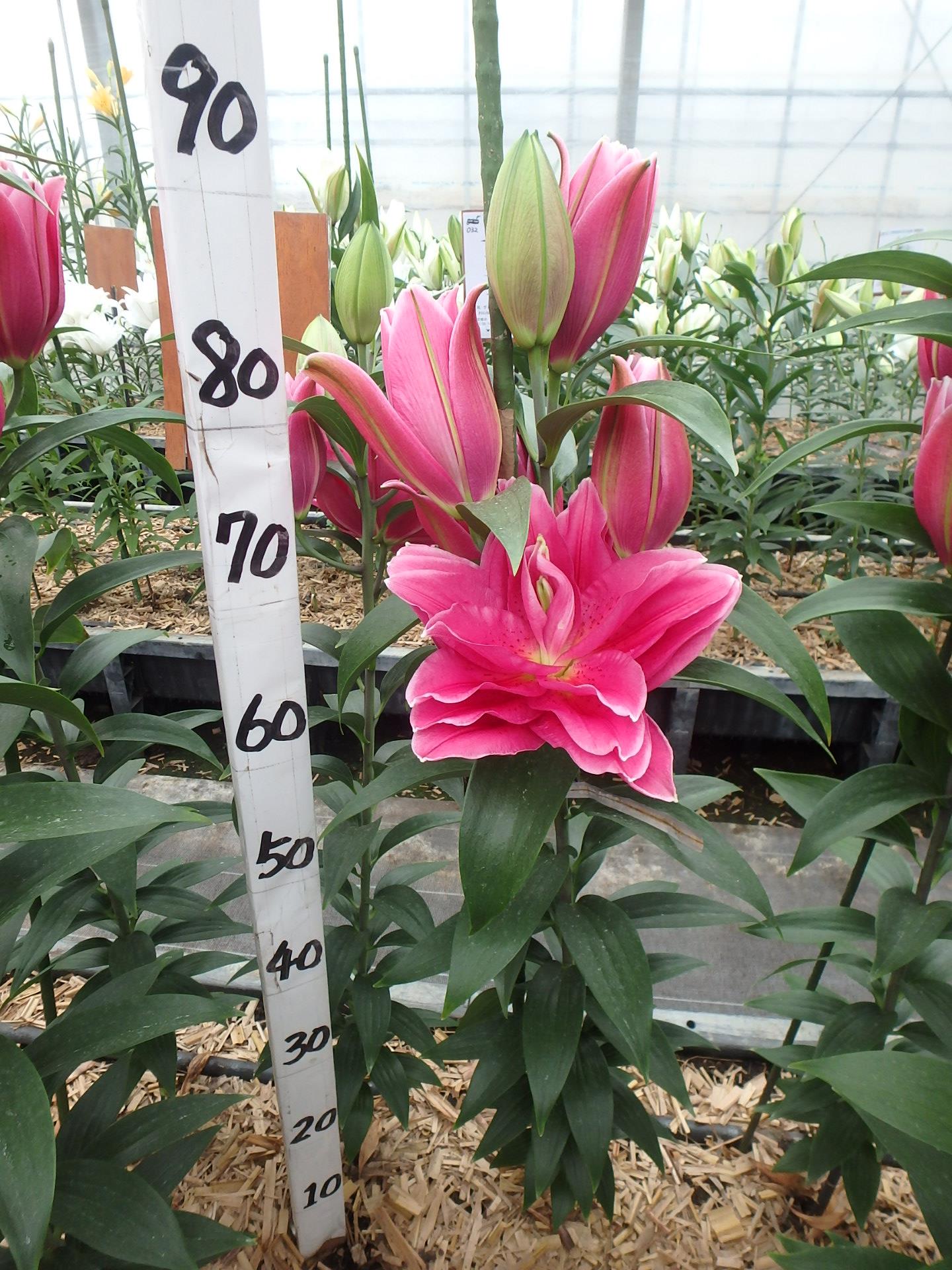 RL マヌースカ(八重) | 株式会社中村農園