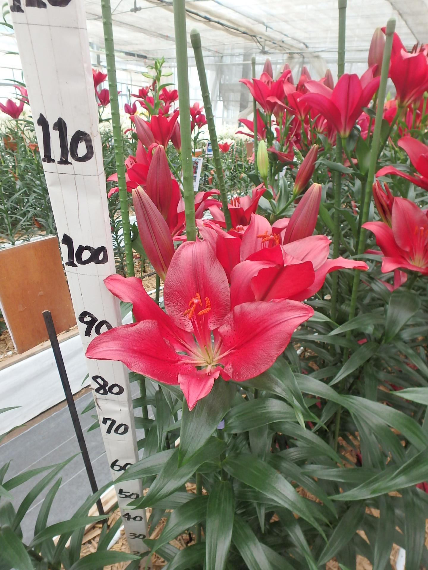 フォルザレッド | 株式会社中村農園