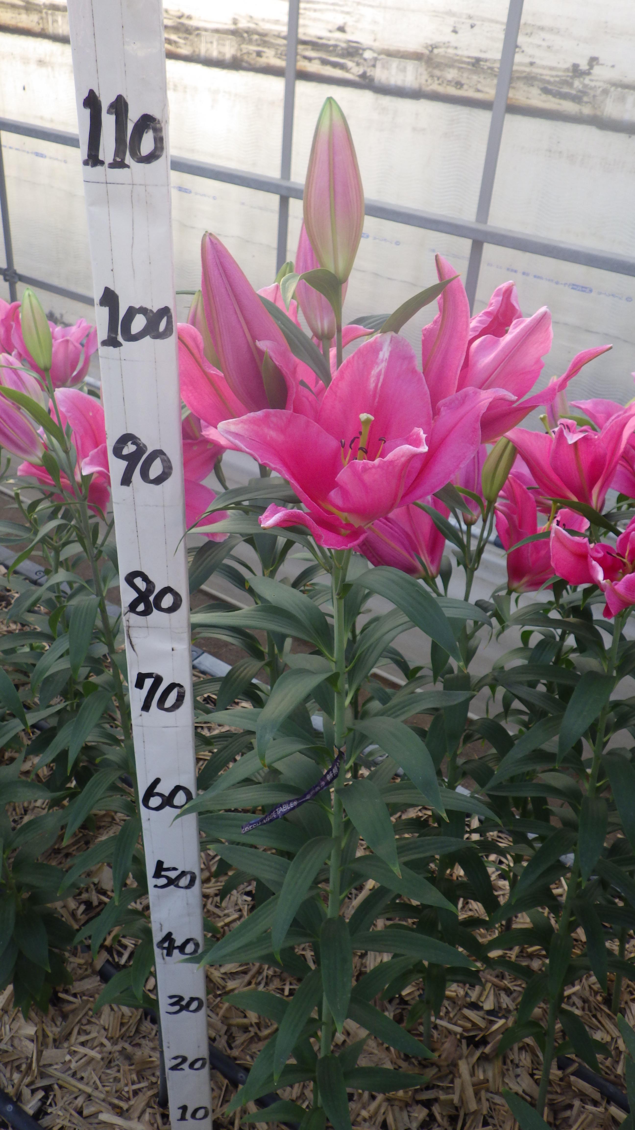 リバーベイ（花粉無し） | 株式会社中村農園