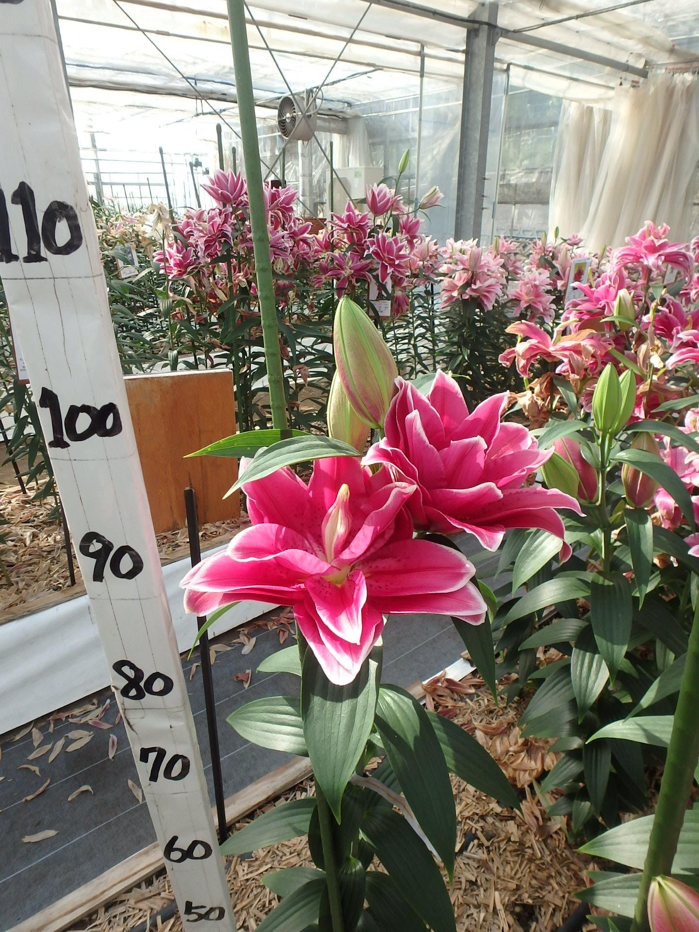 RL マヌースカ(八重) | 株式会社中村農園