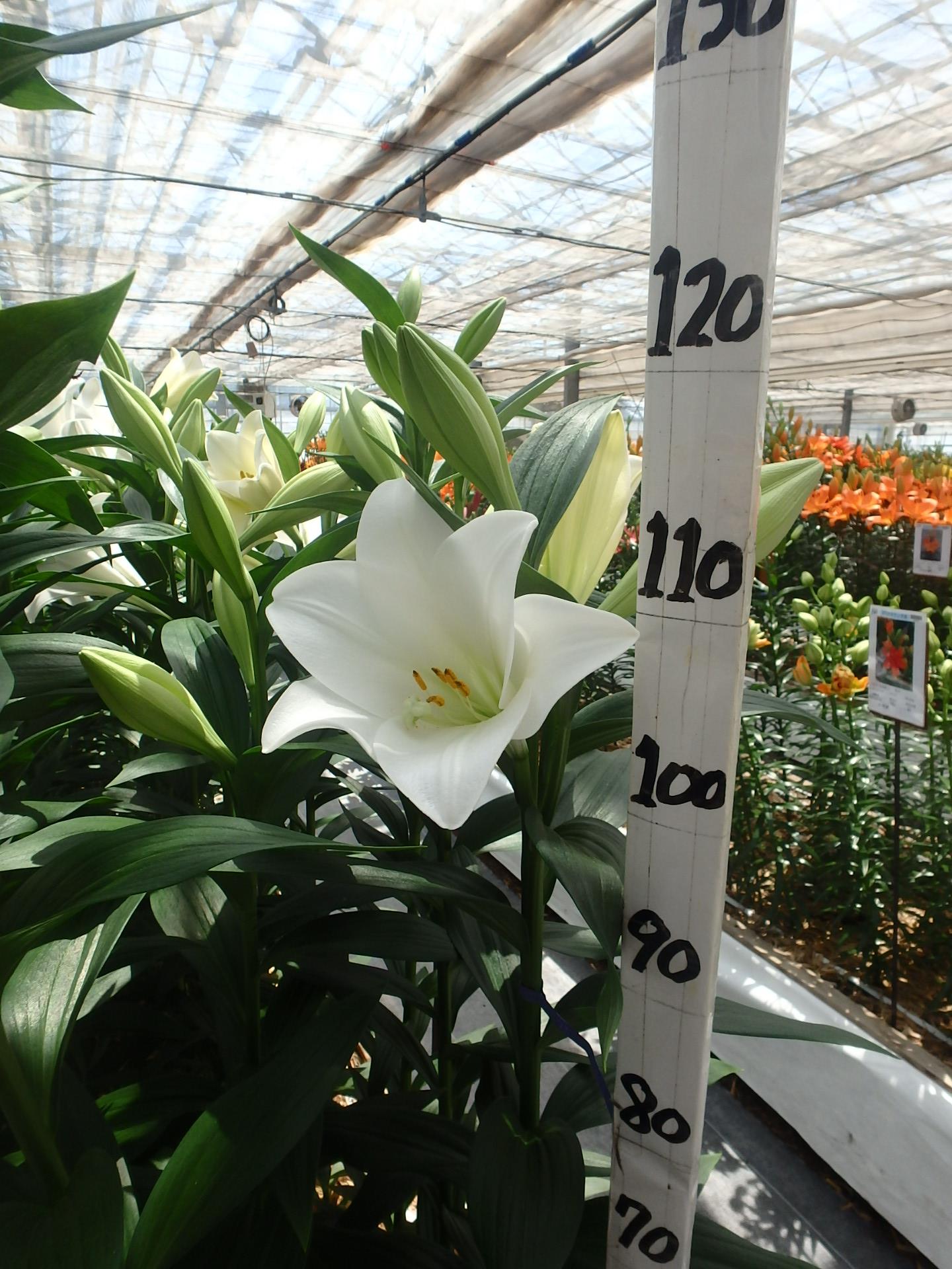 ショーアップ | 株式会社中村農園