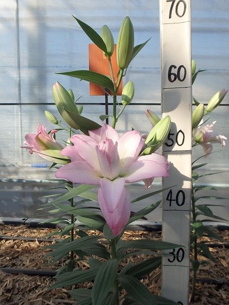 Waverider ウェイブライダー(八重) 9月12日定植 / Planted on 12-Sep | 株式会社中村農園