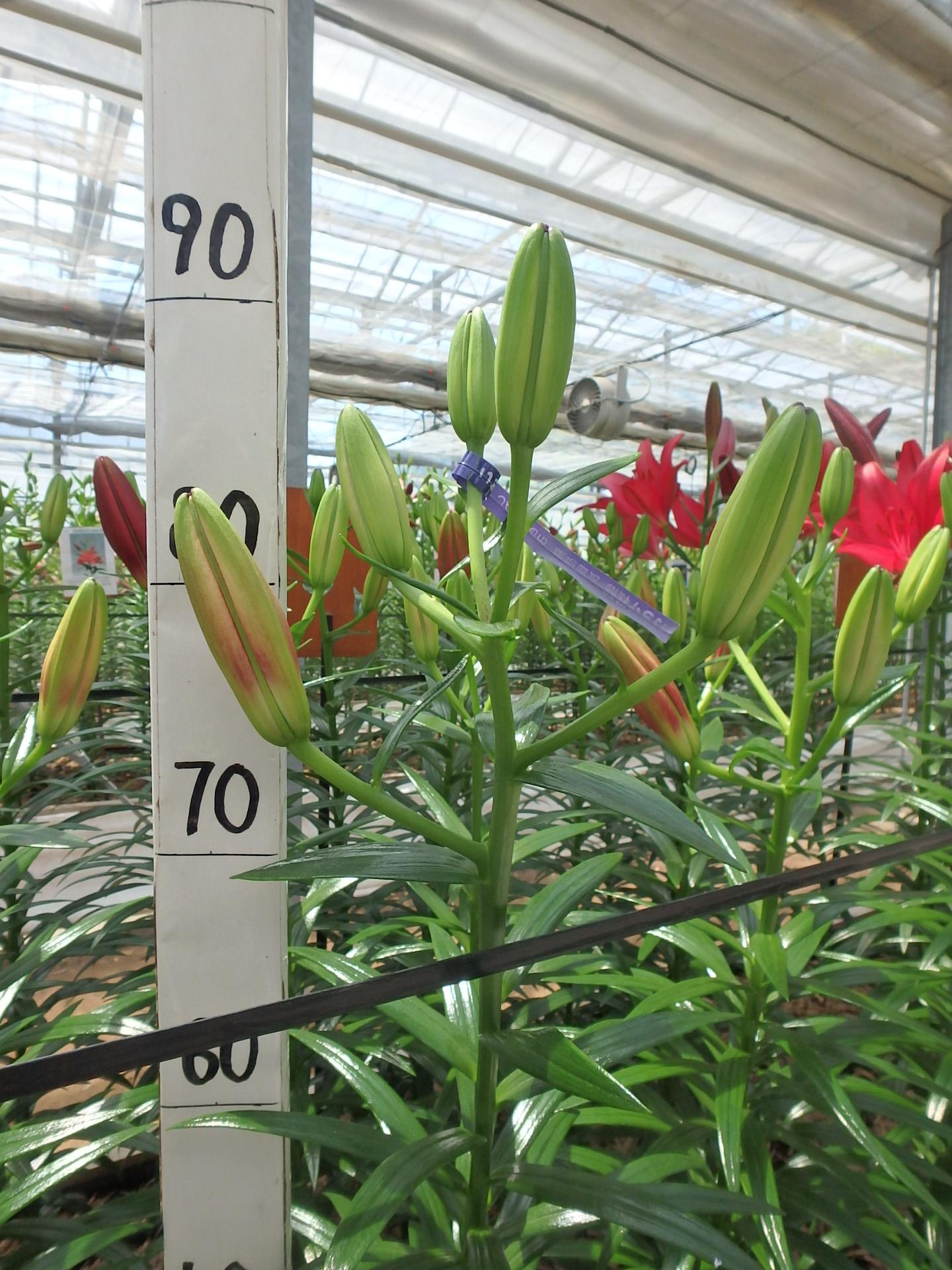 Corleone コルレオーネ 4月11日定植 / Planted on 11-Apr | 株式会社中村農園