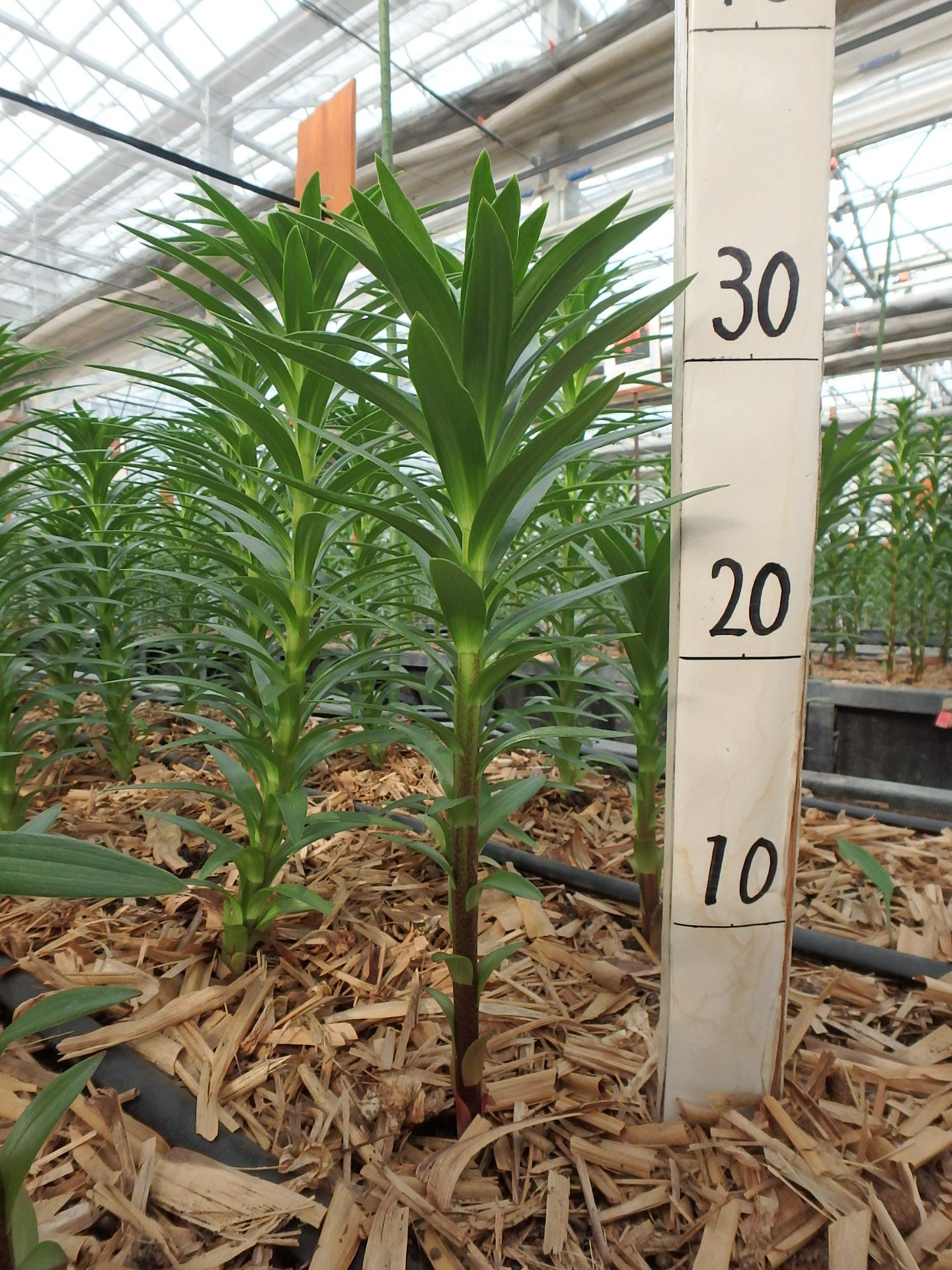 Senna(Strong Pink) セナ(ストロングピンク) 4月11日定植 / Planted on 11-Apr | 株式会社中村農園