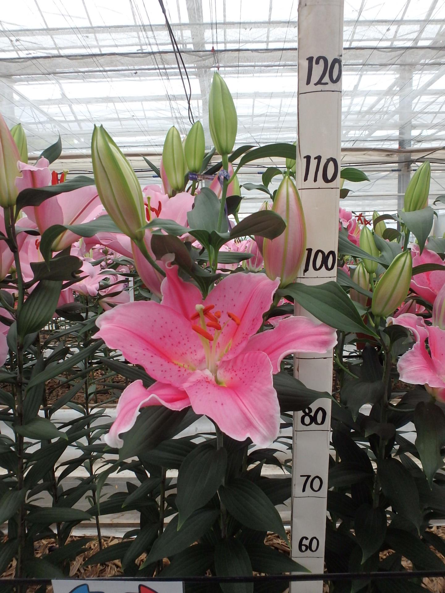 Renesi レネシ 3月14日定植 / Planted on 14-Mar | 株式会社中村農園