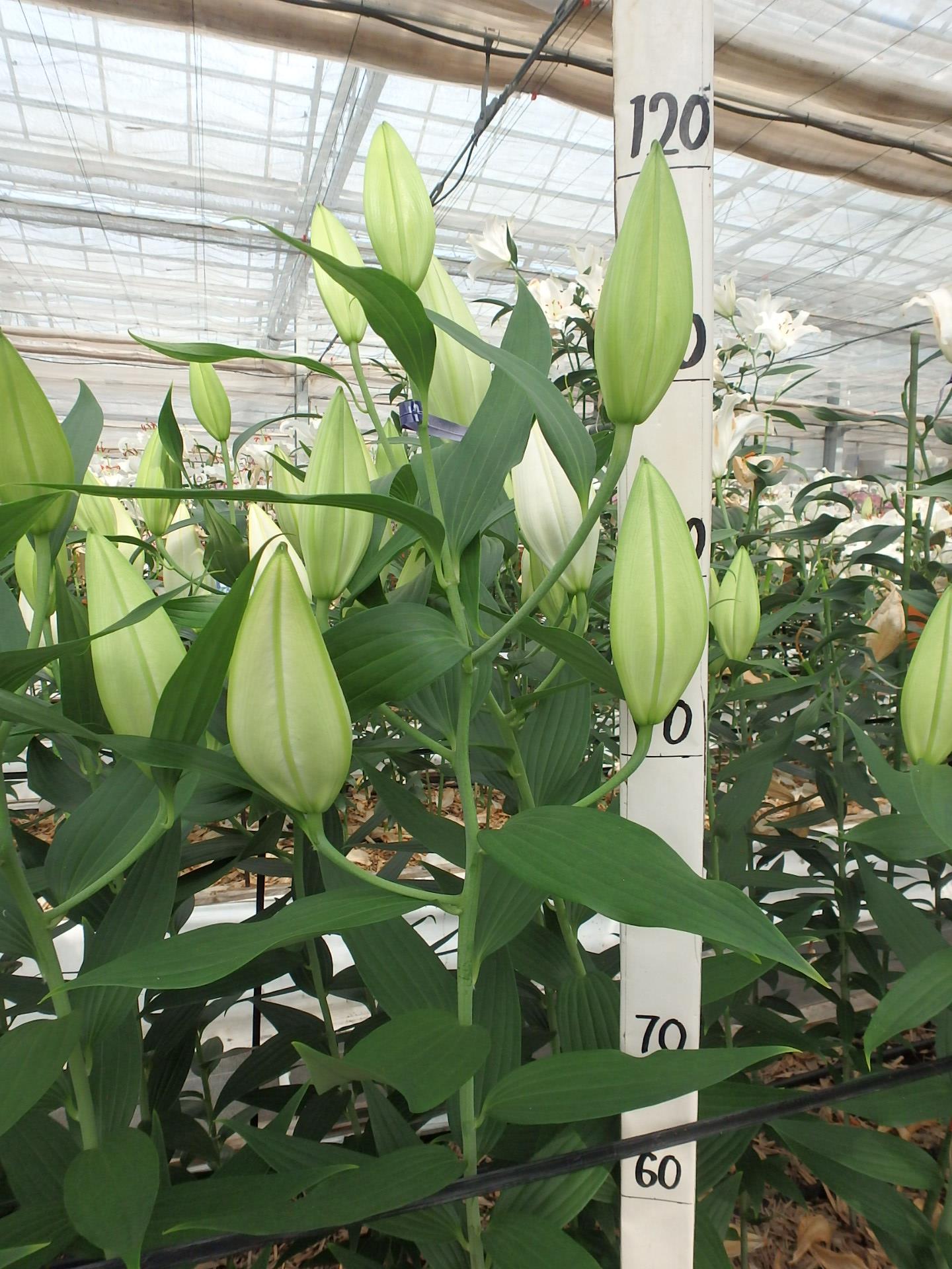 Silverside シルバーサイド 3月28日定植 / Planted on 28-Mar | 株式会社中村農園