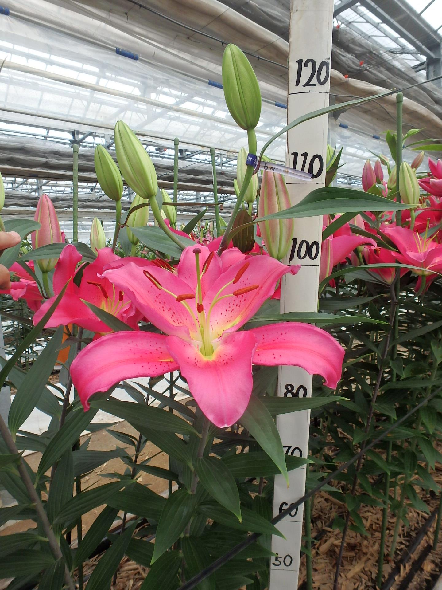 Tarrango タランゴ 3月7日定植 / Planted on 7-Mar | 株式会社中村農園